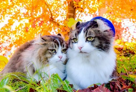 proposeとsuggestの違いの意味を分かりやすく解説！ - 意味違い辞典